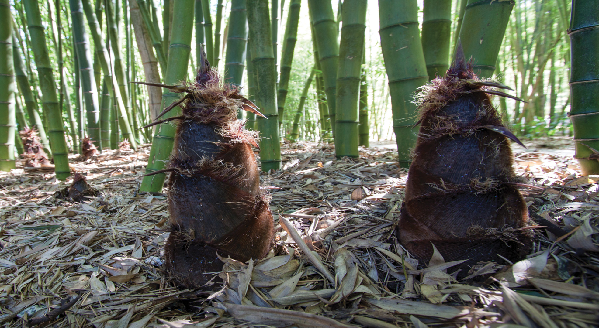 Plan Your Visit | Bamboo Giant Gardens